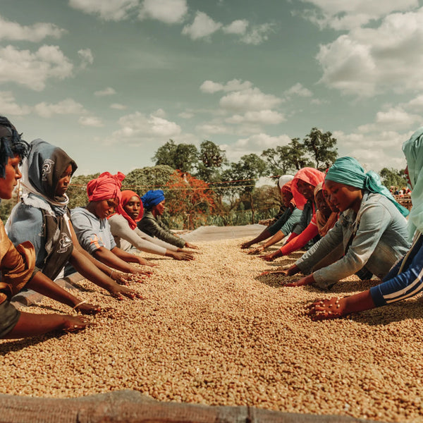 Yukro Telila • An Exploration of a Corvus Tradition - Corvus Coffee