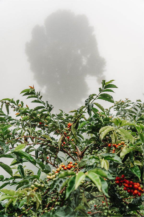 EL DIVISO • A FAMILY LEGACY - Corvus Coffee