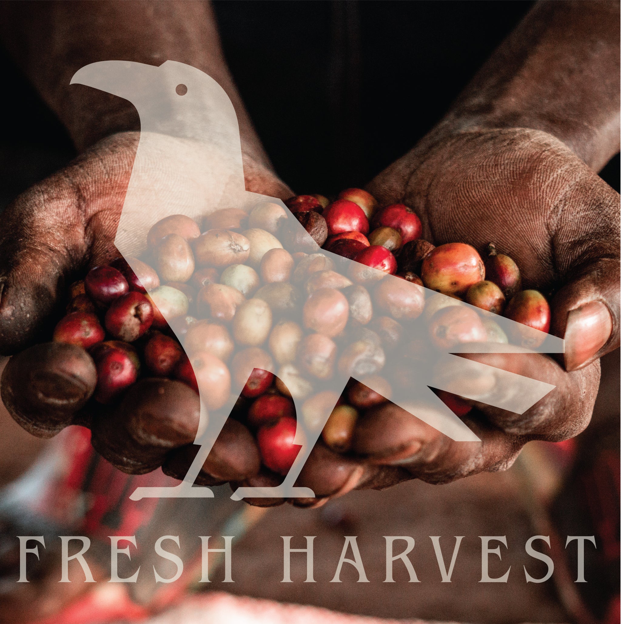 Collections - Corvus Coffee